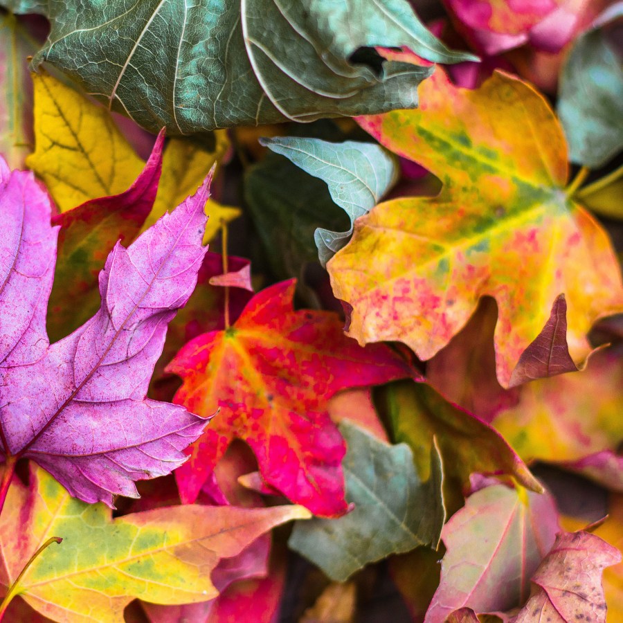 Colorimétrie 12 saisons : es-tu une femme Automne Chaud ? – The Color ...