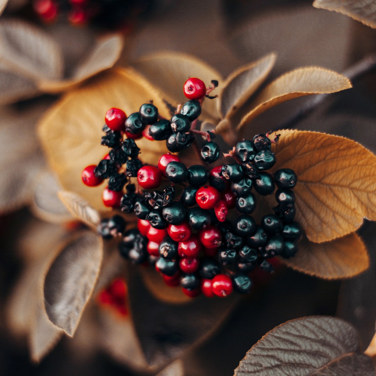 Colorimétrie 12 saisons : es-tu une femme Automne Profond ? – The Color ...