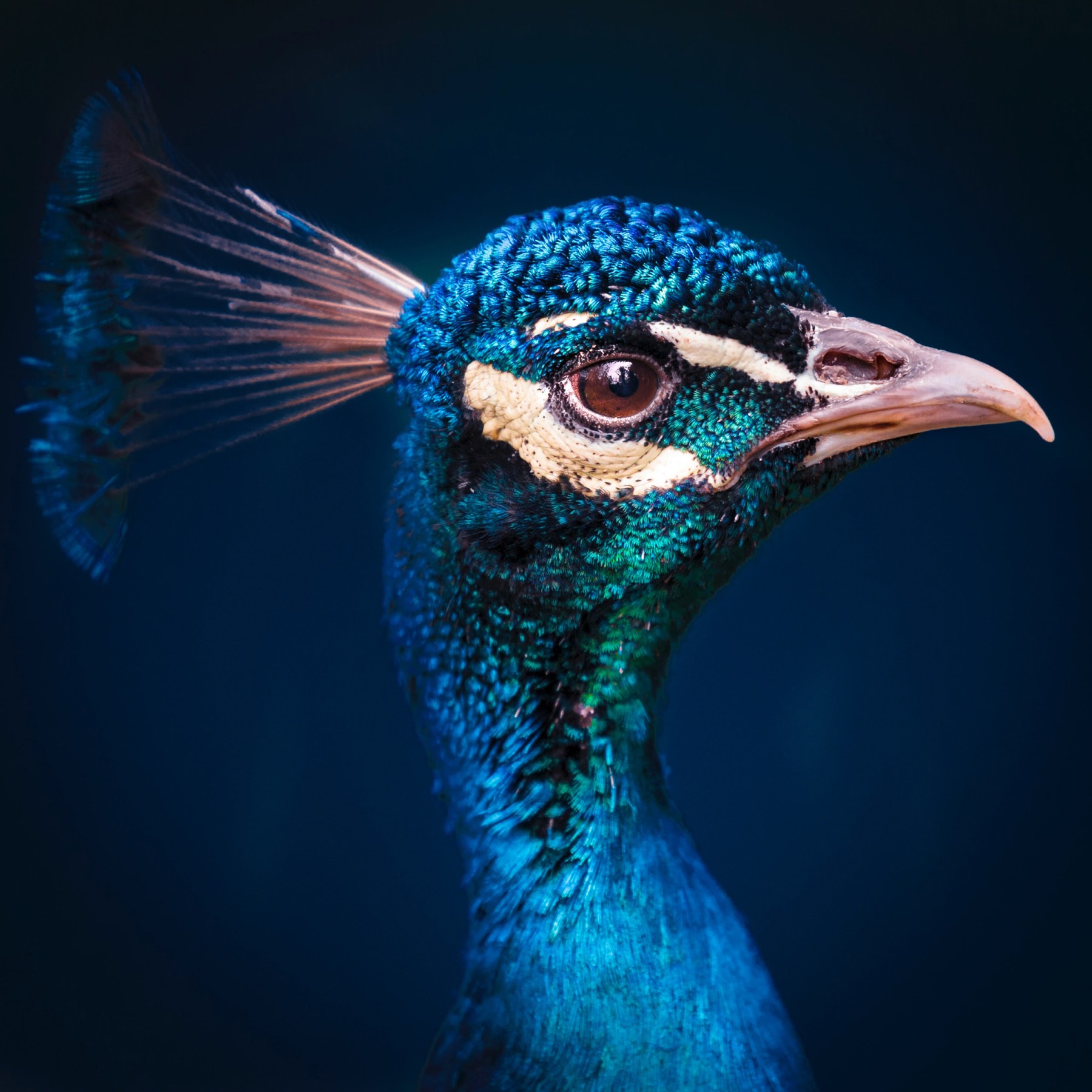 Colorimétrie 12 saisons : es-tu une femme Automne Profond ? – The Color ...