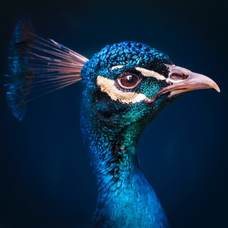 Colorimétrie 12 saisons : es-tu une femme Automne Profond ? – The Color ...