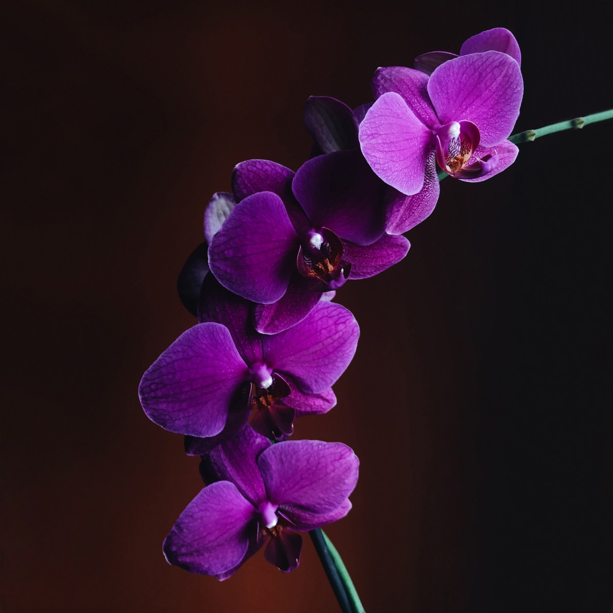 Colorimétrie 12 saisons : es-tu une femme Automne Profond ? – The Color ...